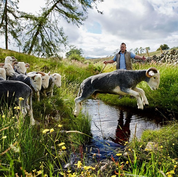 〔지구 환경을 지키는 사람들 ③〕 세계적인 베스트셀러 작가...생태계 보호 앞장선 양치기 생활